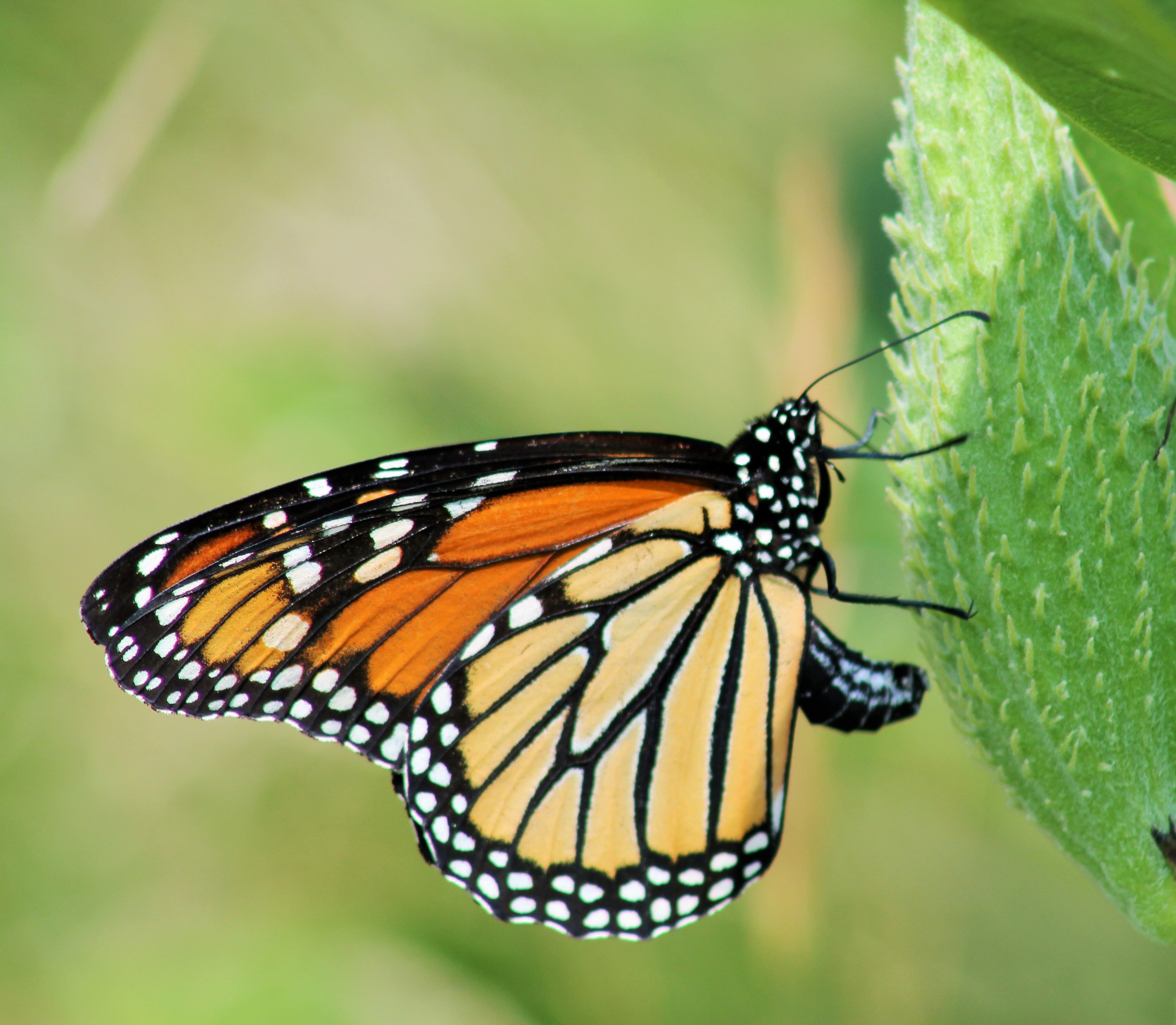 Butterfly Pollination