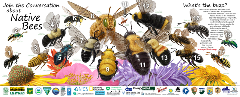 Native Bees Of North America